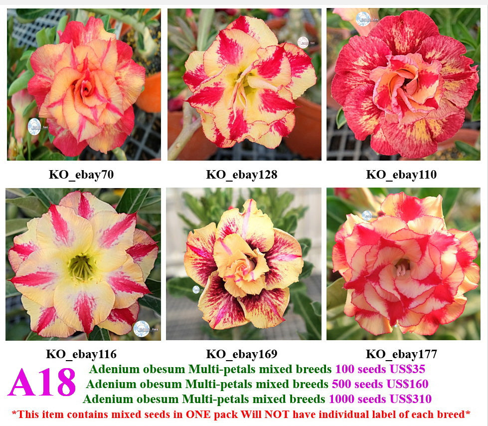 A18. Adenium obesum Multi-petals mixed breeds – adenium.com.tw online store