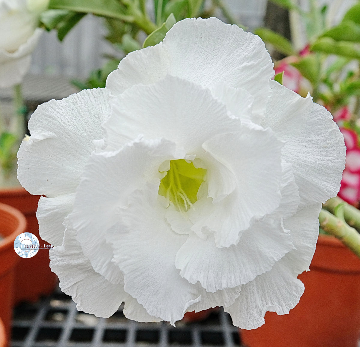 Adenium obesum Multi-petals Grafted Plant KO_ebay111 – adenium.com.tw ...