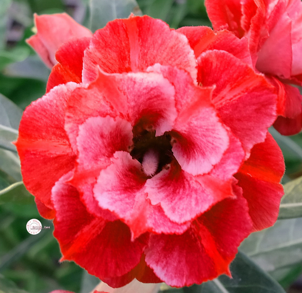 Adenium obesum Multi-petals Grafted Plant KO_ebay92 – adenium.com.tw ...