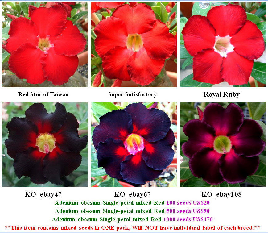 Adenium Single-petal mixed Red – adenium.com.tw online store