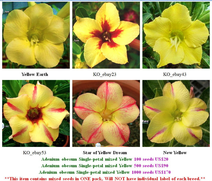 Adenium Single-petals mixed Yellow – adenium.com.tw online store